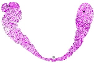 Revised guides for organ sampling and trimming in rats and mice: EPIDIDYMIS