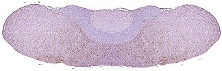 Revised guides for organ sampling and trimming in rats and mice ...