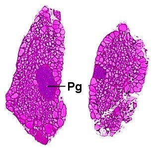 Revised guides for organ sampling and trimming in rats and mice